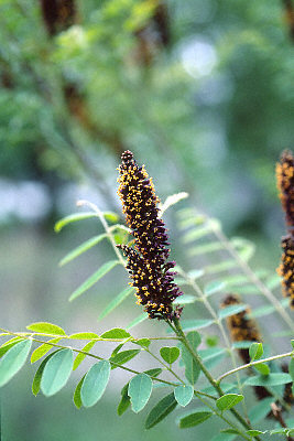 Amorpha fruticosa flowers image 1 of 2
