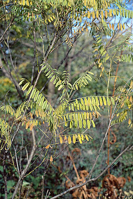Amorpha fruticosa fall color image 1 of 1