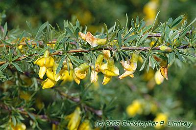 Caragana pygmaea flowers image 1 of 1