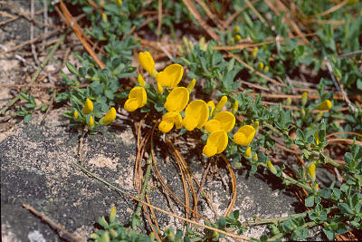 Cytisus decumbens flowers image 1 of 1