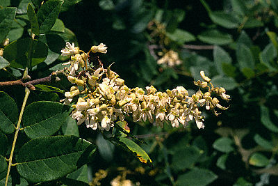 Maackia amurensis flowers image 1 of 4