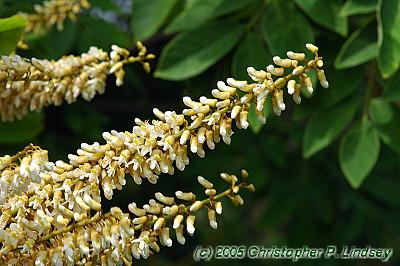 Maackia amurensis flowers image 2 of 4