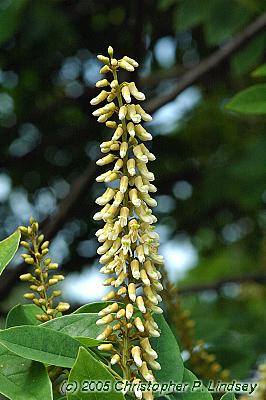 Maackia amurensis flowers image 3 of 4