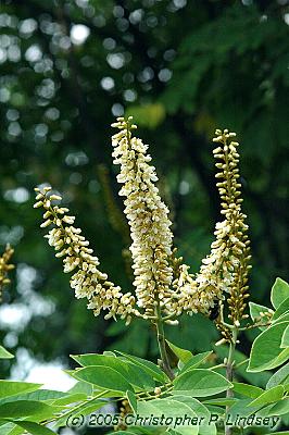 Maackia amurensis flowers image 4 of 4
