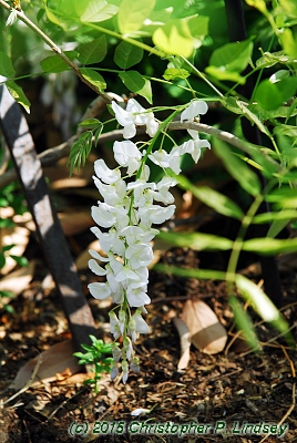 Wisteria venusta flowers image 1 of 1