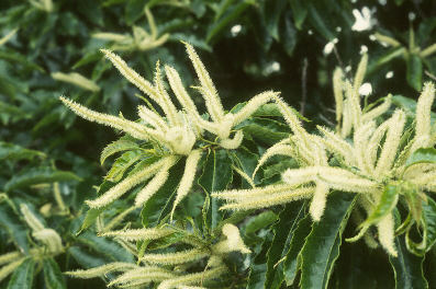 Castanea mollissima flowers image 1 of 1