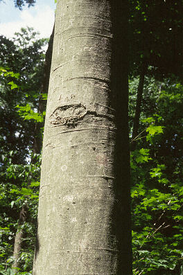 Fagus grandifolia bark 1 of 1