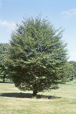 Fagus sylvatica 'Asplenifolia' habit image 1 of 1