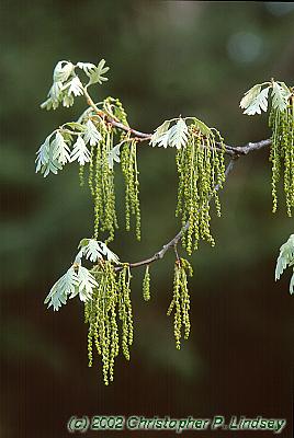 Quercus alba flowers image 2 of 2
