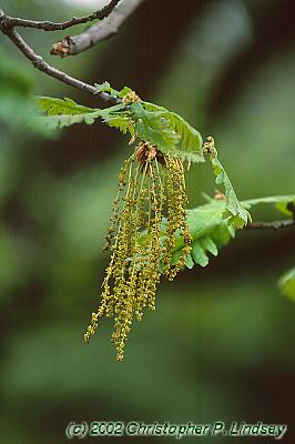 Quercus frainetto flowers image 1 of 1