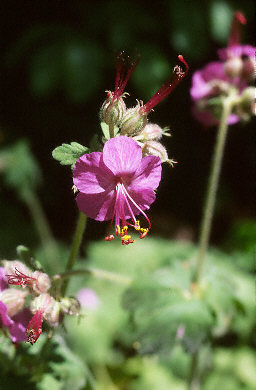 Geranium macrorrhizum 'Bevan's Variety' flowers image 2 of 2