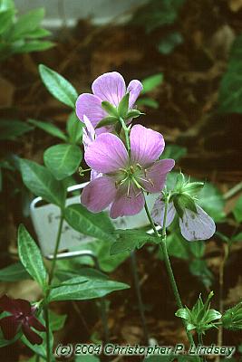 Geranium maculatum 'Chatto' flowers image 1 of 1
