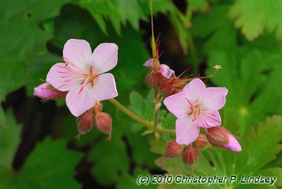 Geranium macrorrhizum 'Ingwersen's Variety' flowers image 1 of 1