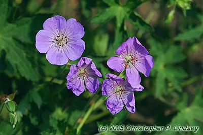 Geranium 'Rozanne' flowers image 1 of 1