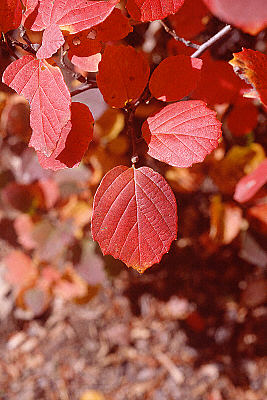 Fothergilla gardenii fall color image 2 of 2