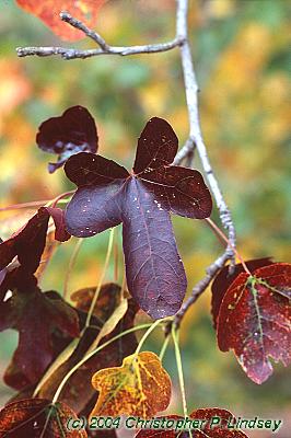 Liquidambar styraciflua 'Rotundifolia' fall color image 1 of 1