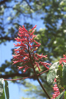 Aesculus pavia flowers image 2 of 4