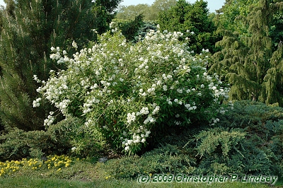 Deutzia x lemoinei 'Compacta' habit image 1 of 1