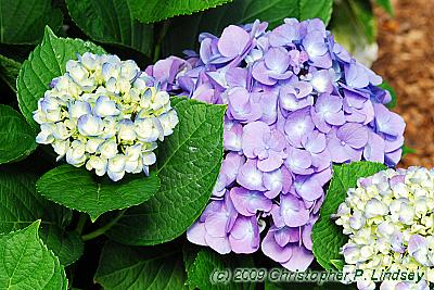 Hydrangea macrophylla 'Blue Danube' flowers image 2 of 2
