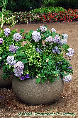 Hydrangea macrophylla 'Bailmer' habit image 2 of 3