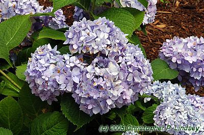 Hydrangea macrophylla 'Bailmer' flowers 2 of 2