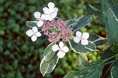 Hydrangea macrophylla 'Variegata' flowers image 1 of 2