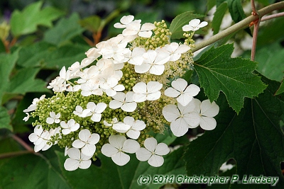 Hydrangea quercifolia 'Pee Wee' flowers image 1 of 2