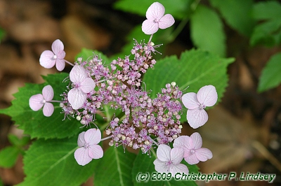 Hydrangea macrophylla subsp. serrata 'Woodlander' flowers image 2 of 3