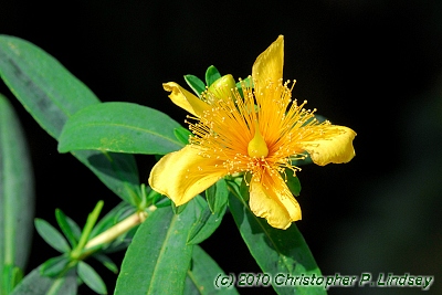 Hypericum 'Cfflpc-1' PPAF (Blue Velvet [TM]) flowers image 1 of 2