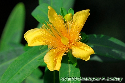 Hypericum 'Cfflpc-1' PPAF (Blue Velvet [TM]) flowers 2 of 2
