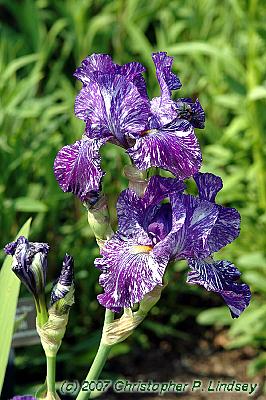 Iris 'Batik' flowers image 1 of 1