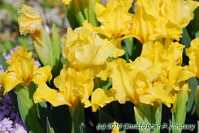 Iris 'Sun Doll' habit image 1 of 1