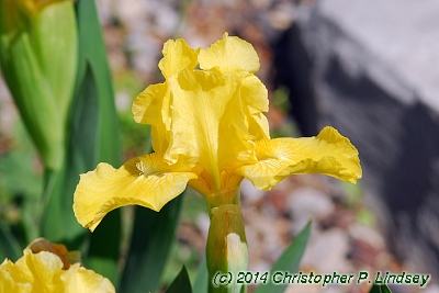 Iris 'Sun Doll' flowers image 1 of 1