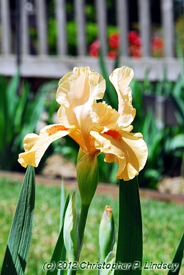 Iris 'Sugar Snaps' flowers image 1 of 2