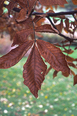 Carya alba fall color image 1 of 1