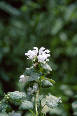 Lamium maculatum 'White Nancy' flowers image 1 of 2