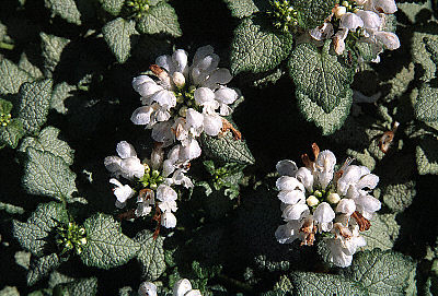 Lamium maculatum 'White Nancy' flowers image 2 of 2