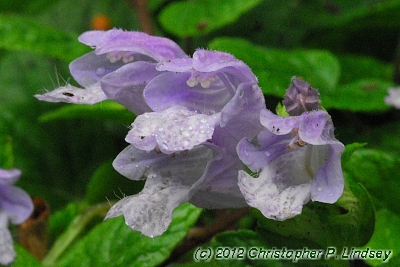 Meehania cordata flowers image 2 of 2