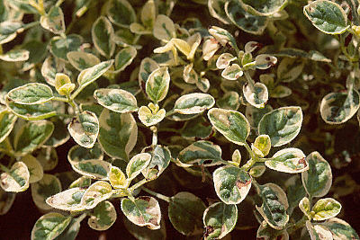 Origanum vulgare 'Variegatum' leaves image 1 of 1