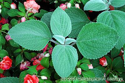 Plectranthus argenteus 'Silver Shield' leaves image 1 of 1