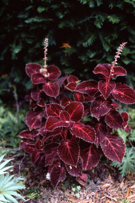 Plectranthus scutellarioides 'Red Ruffles' habit image 1 of 1