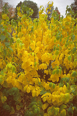 Lindera benzoin fall color 1 of 2