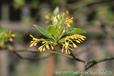 Sassafras albidum flowers image 1 of 3