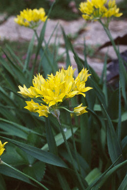 Allium moly flowers image 1 of 3