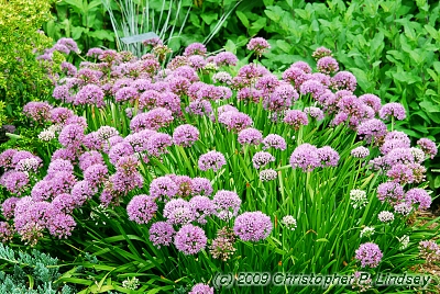 Allium tanguticum 'Summer Beauty' habit image 1 of 2