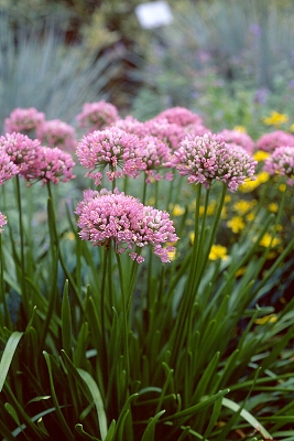 Allium tanguticum 'Summer Beauty' flowers image 1 of 3