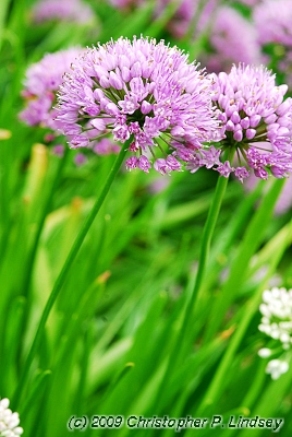 Allium tanguticum 'Summer Beauty' flowers image 2 of 3