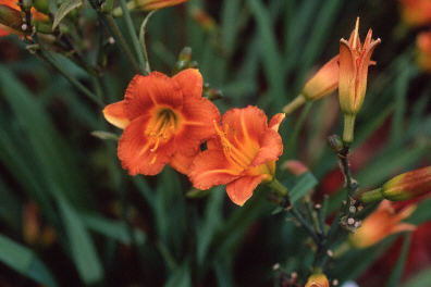 Hemerocallis 'Justin Orange' flowers image 1 of 1