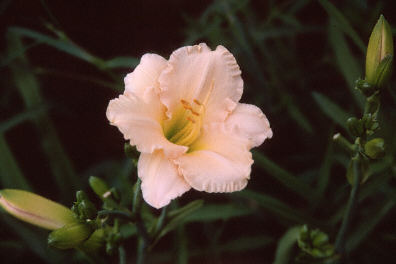 Hemerocallis 'Lullaby Baby' flowers image 1 of 2