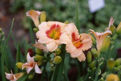 Hemerocallis 'Siloam Virginia Henson' flowers image 1 of 1